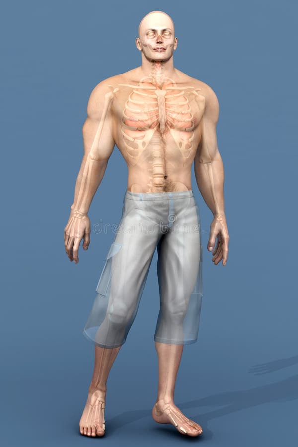 Human Anatomy Visualization - Internal Organs Stock Illustration ...