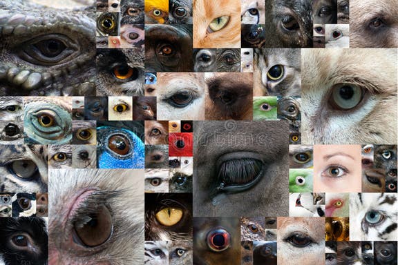 Human and animal eyes stock photo. Image of butterfly - 15981520