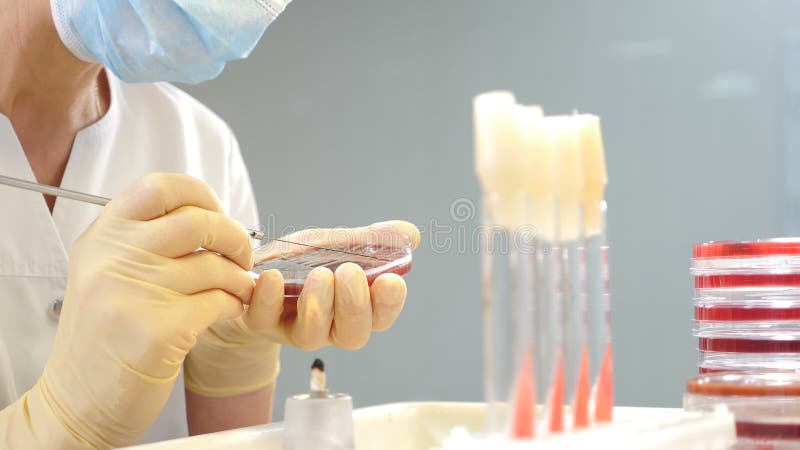 Human and Animal Sanitary and Microbiological Study. Lab Worker ...