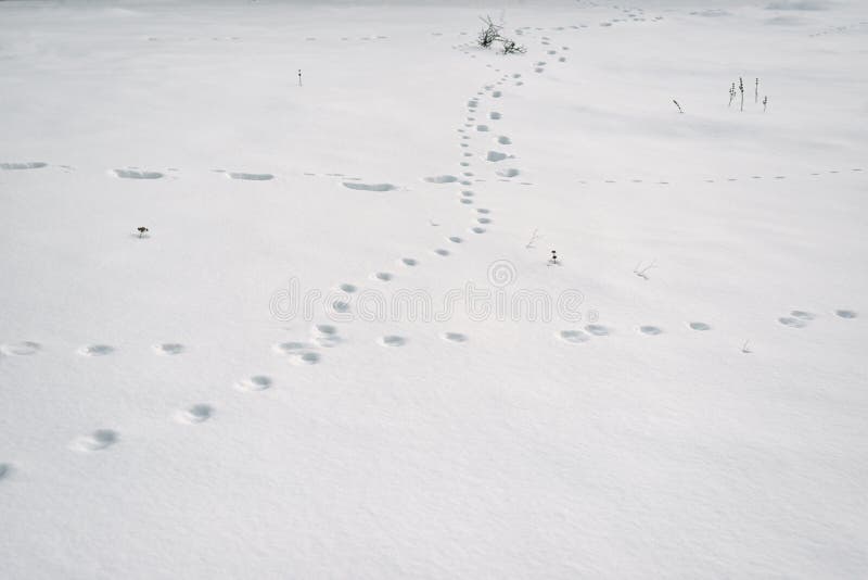 Human and Animal Tracks in the Snow Stock Image - Image of trace, human ...