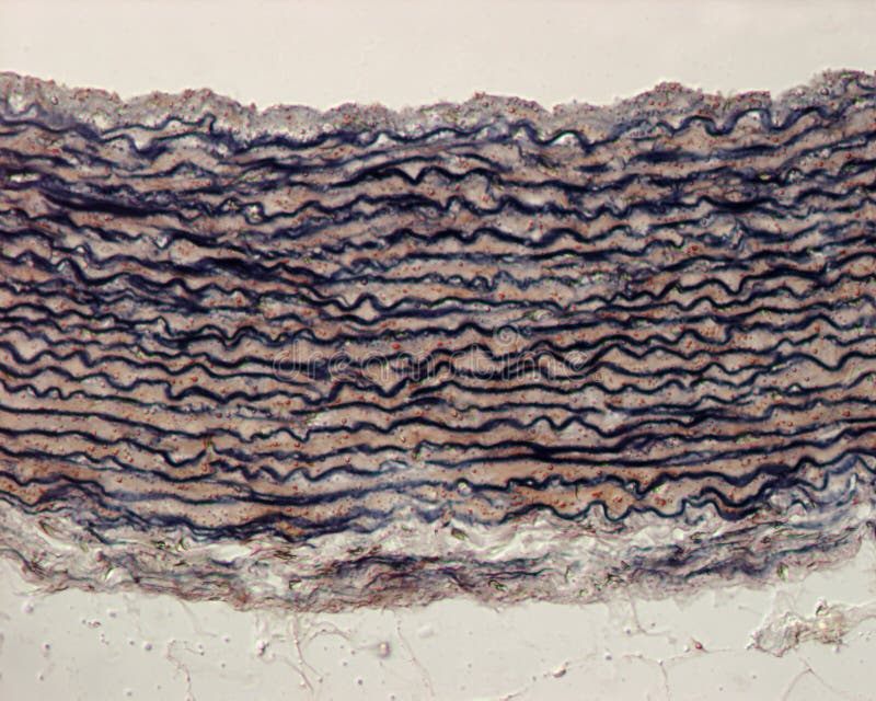 Human (aorta) Vein section stock photo. Image of macros - 19866324