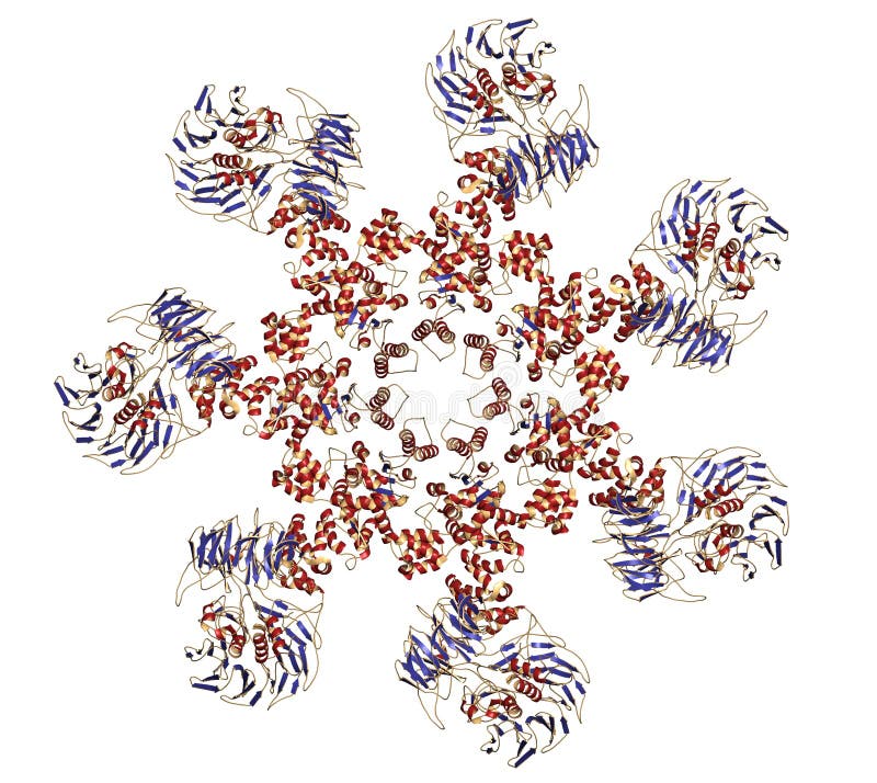Caspase 3 Apoptosis Protein. Enzyme that Plays Important Role in ...