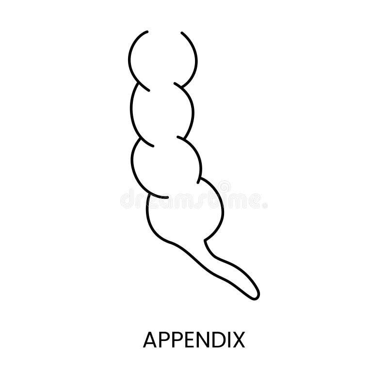 The Human Appendix is an Anatomical Icon of a Line in a Vector, an ...