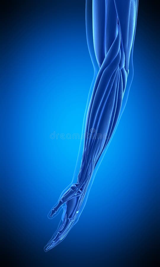 The human arm muscle stock illustration. Illustration of orange - 72487504