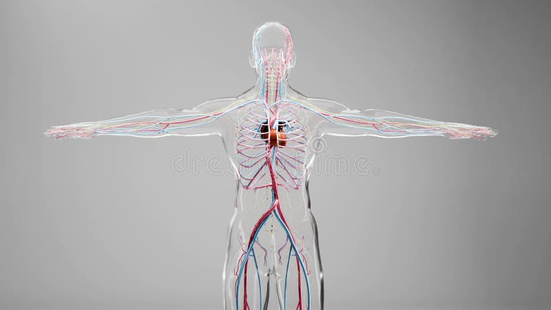 Human Heart Realistic Correct Anatomical Heart With Venous System X