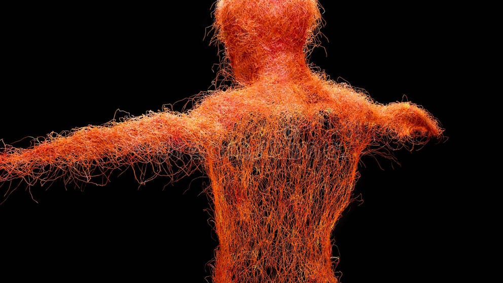 Human Circulatory System Blood Vessels Stock Illustrations – 2,851 ... Human Circulatory System Blood Vessels Stock Illustrations – 2,851 ...