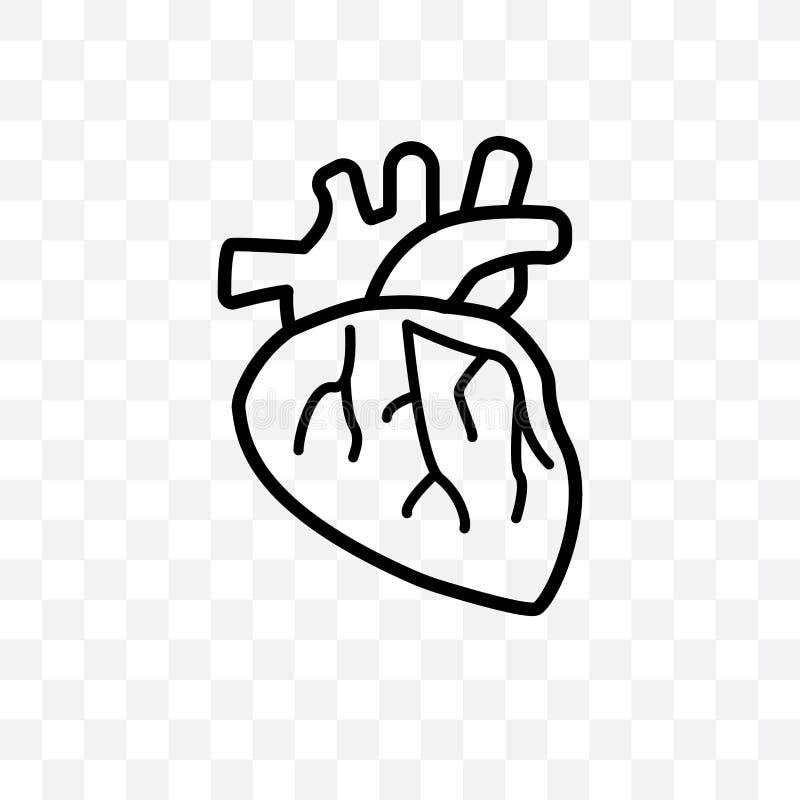 Human Artery Vector Linear Icon Isolated on Transparent Background ...