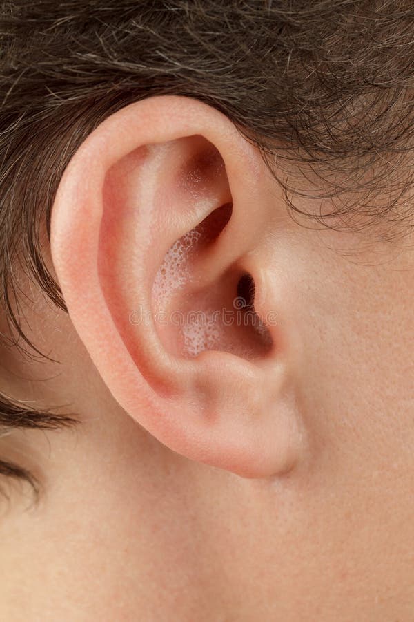 Human Auricle Structure of the Outer Ear Ear Canal Anatomy Hearing ...