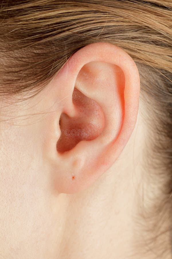 Human Auricle Structure of the Outer Ear Ear Canal Anatomy Hearing ...