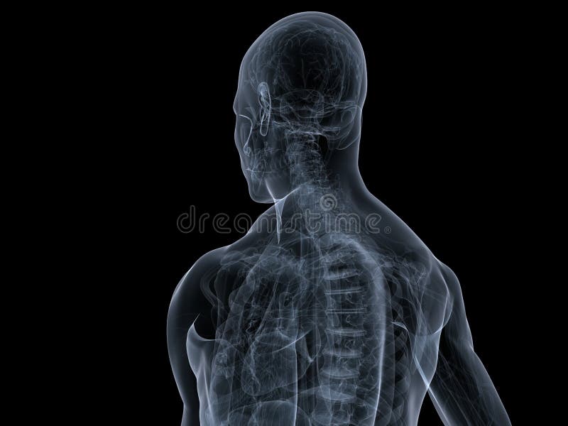 Human back stock illustration. Illustration of health - 7218321