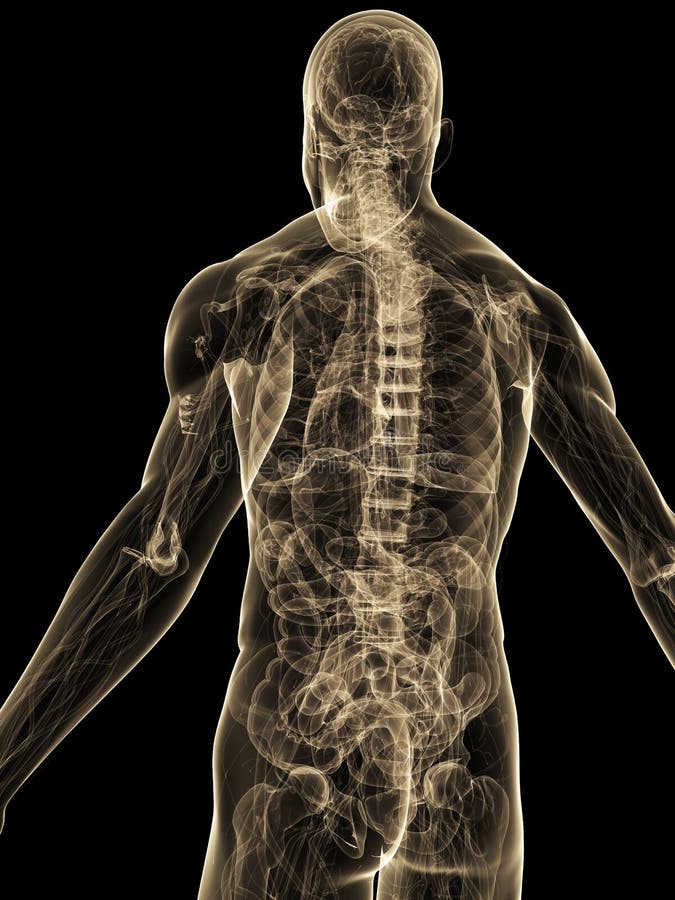 Human back stock illustration. Illustration of ache, inflammation - 7725516