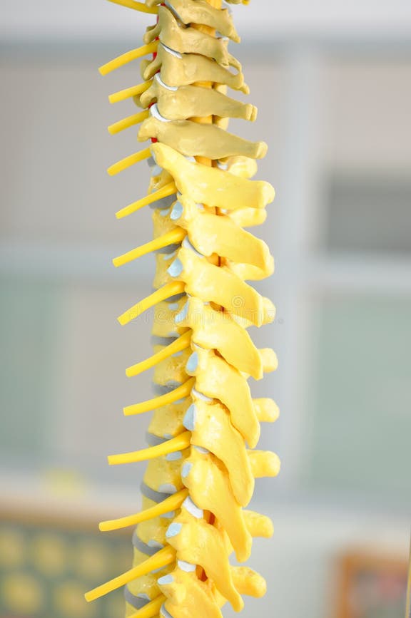 2,308 Human Backbone Anatomy Stock Photos - Free & Royalty-Free Stock ...