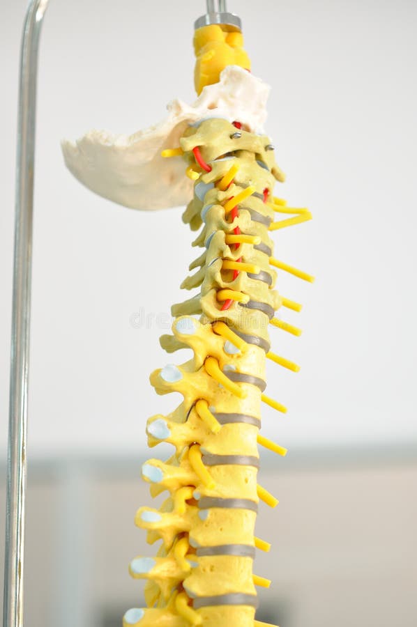 Human back bone model stock photo. Image of bone, medical - 48839096