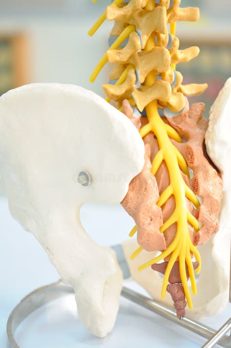Human back bone model stock photo. Image of healing, chiropractor ...