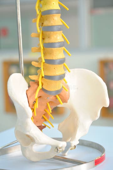 5,760 Human Anatomy Back Stock Photos - Free & Royalty-Free Stock ...