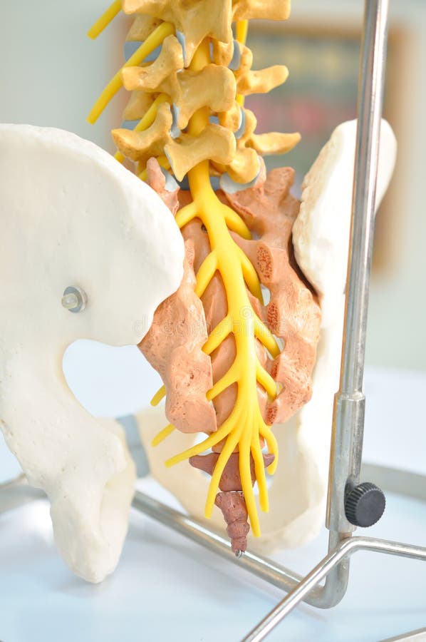 Human back bone model stock image. Image of anatomy, chest - 48839139
