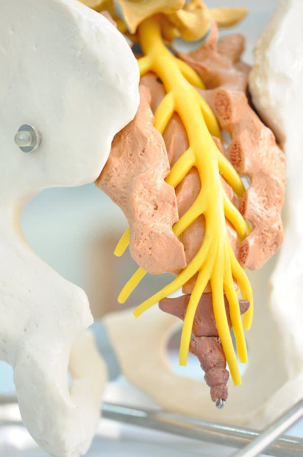 Human back bone model stock photo. Image of healthcare - 48839140
