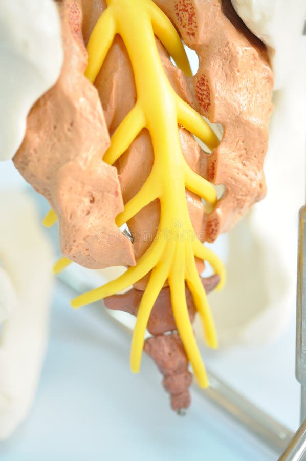 Human back bone model stock image. Image of disc, back - 48839173