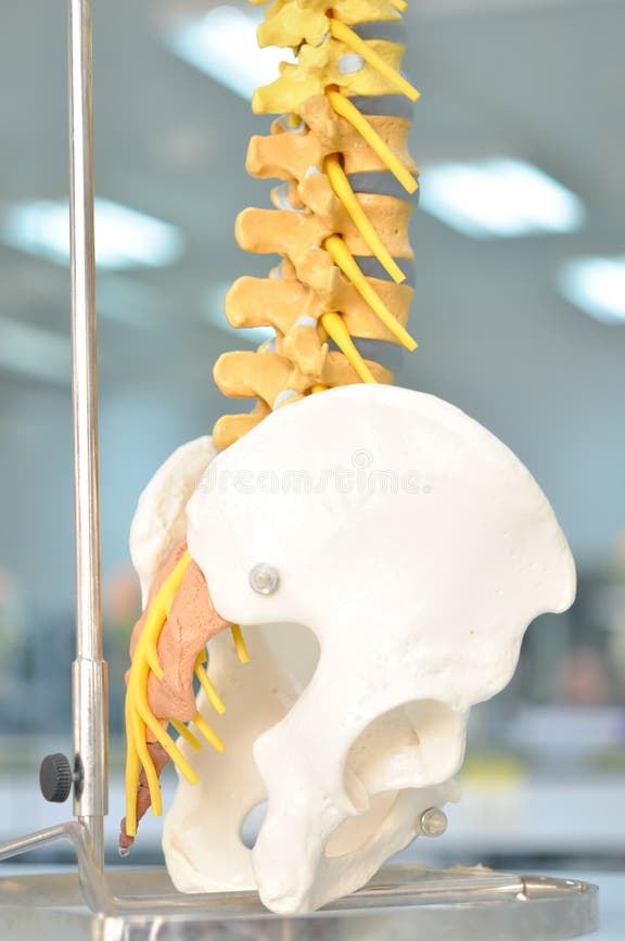 Human back bone model stock photo. Image of backache - 48839176