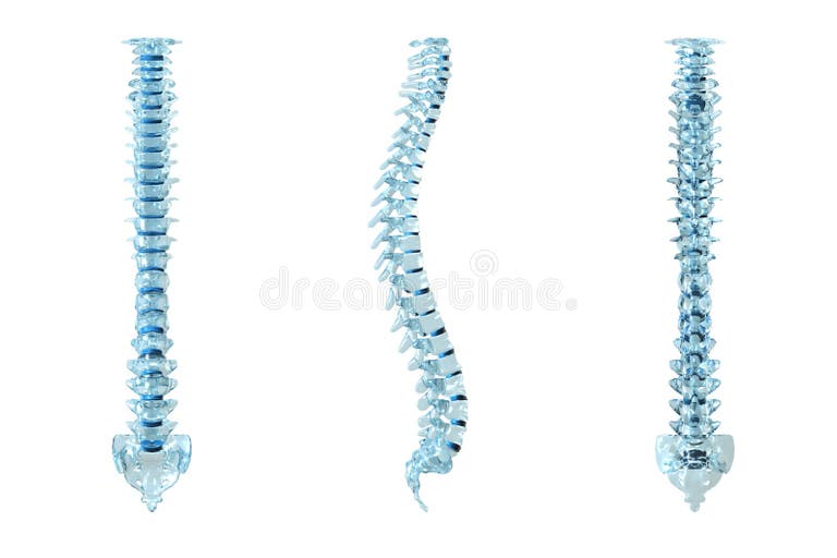 Human Skeleton Front Side Stock Illustrations – 289 Human Skeleton ...