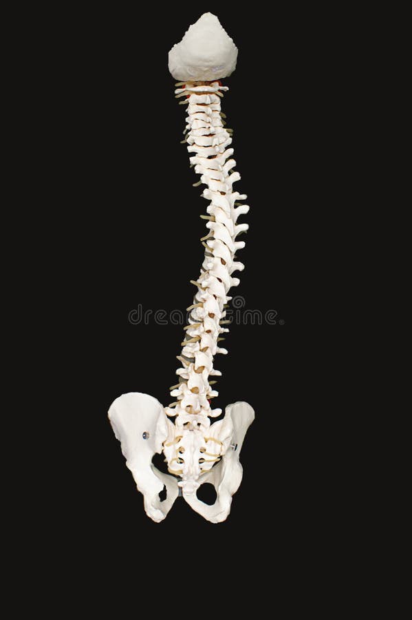Spinal Segments Stock Photos - Free & Royalty-Free Stock Photos from ...