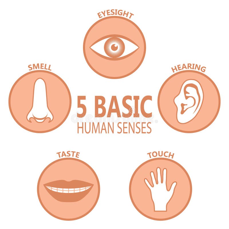 Human basic senses stock vector. Illustration of anatomy - 146919956 Human basic senses stock vector. Illustration of anatomy - 146919956