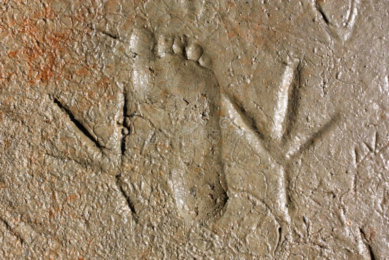 Stork Footprint Stock Photos - Free & Royalty-Free Stock Photos from ...