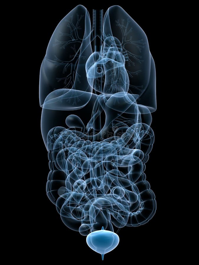 Human bladder stock illustration. Illustration of urinary - 10332951