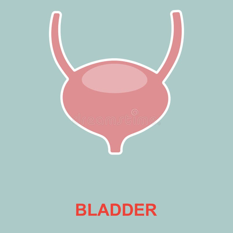 Human bladder anatomy. stock vector. Illustration of healthy - 94120906
