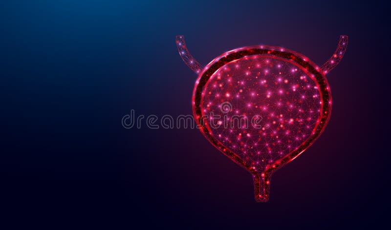 Human Bladder. Design Element for Medical Concept, Bladder Cancer ...