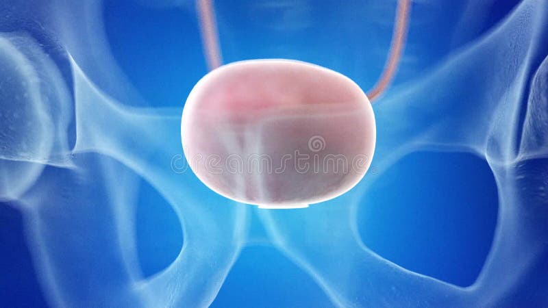 3D Human Bladder Anatomy Hand Drawn on Chalkboard Stock Video - Video ...