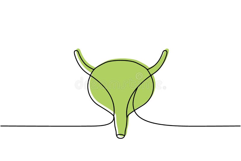 Human Bladder One Line Colored Continuous Drawing. Human Organ ...