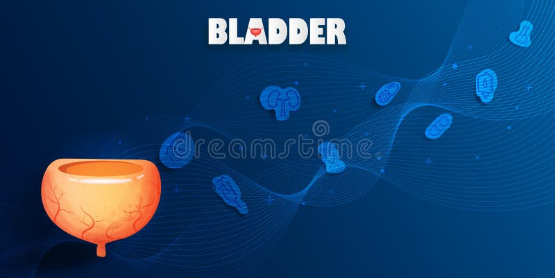 Human Bladder and Treatment Urinary Bladder Abstract Design. Stock ...