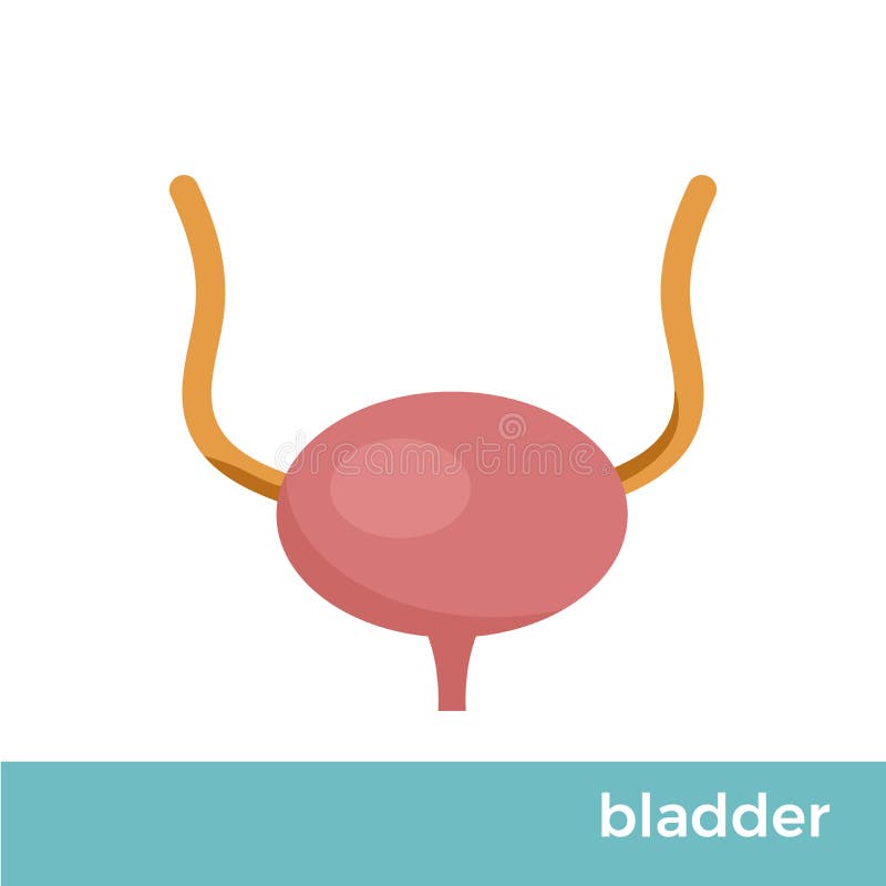 Human Bladder Vector Format Illustration Stock Vector - Illustration of ...