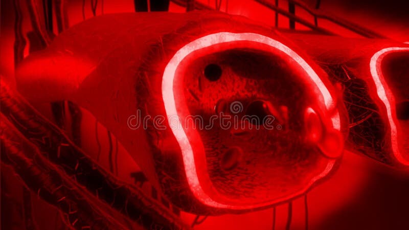 Human Blood Cells Flowing through Veins Animation: Red and White Blood ...