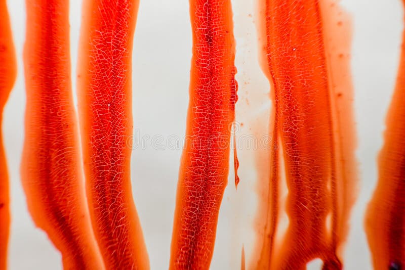 Human blood background stock photo. Image of macro, care - 154377264