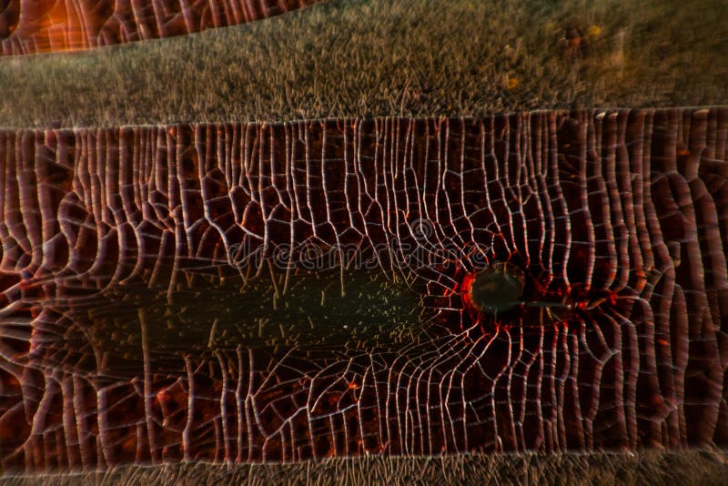 Human blood background stock photo. Image of hand, biology - 154377298