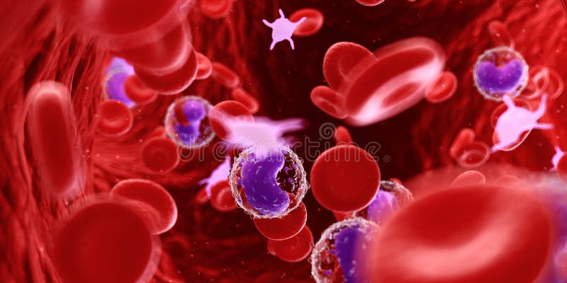 The Human Blood Cells and Lymphocytes Stock Illustration - Illustration ...