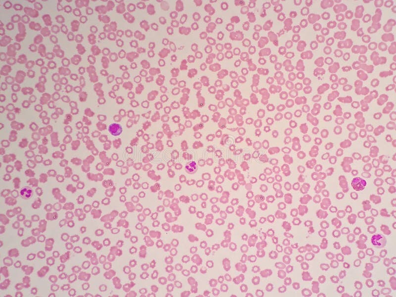 Human blood cells stock illustration. Illustration of healthy - 89484421