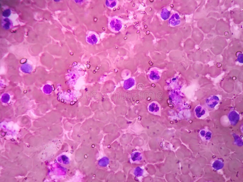 Human blood cells stock photo. Image of body, healthy - 95222808