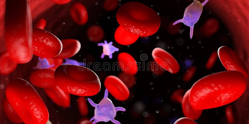 The human blood stock illustration. Illustration of biology - 162295426