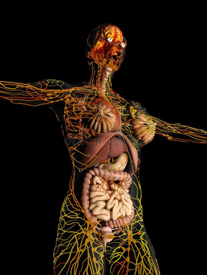 The human blood system stock illustration. Illustration of hand - 272262105