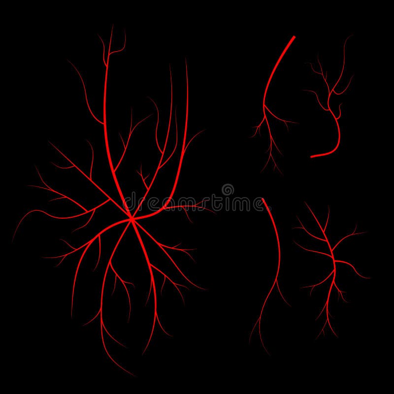 Human Blood Veins, Red Vessels Stock Vector - Illustration of ...