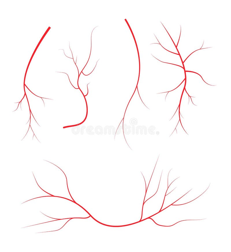 Human Blood Veins, Red Vessels on Black Background Stock Vector ...
