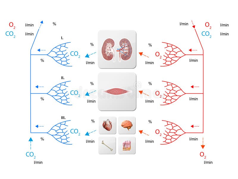 Human Bloodstream - Didactic Board of Anatomy of Blood System of Human ...