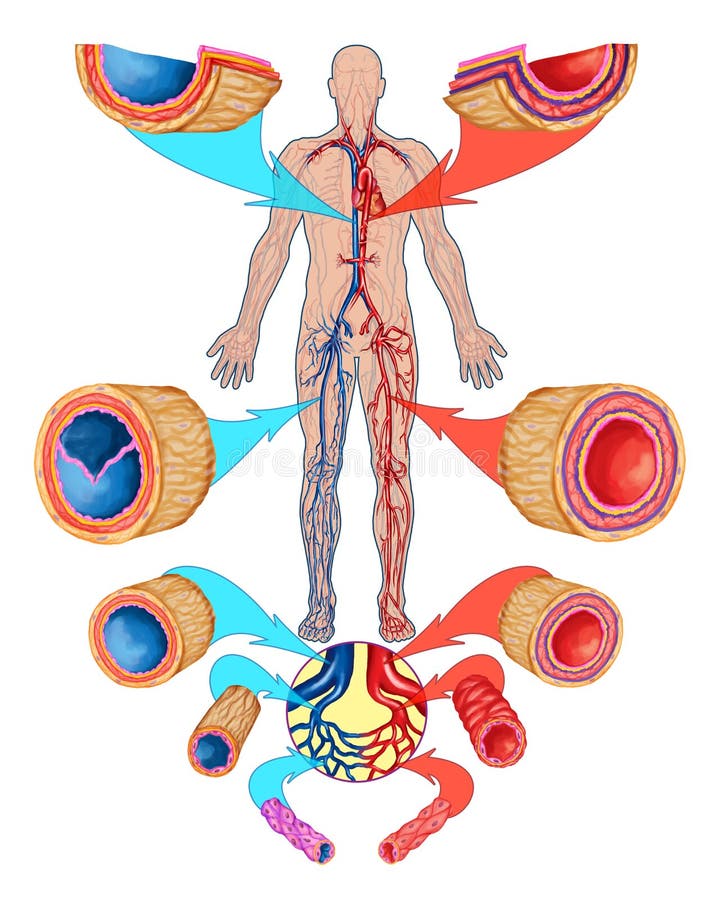 Board Human Sensory Innervation System Posterior Stock Illustration