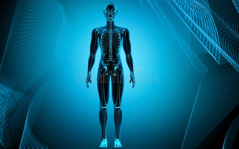 Transparent Blue Human Body Stock Illustrations – 6,986 Transparent ...