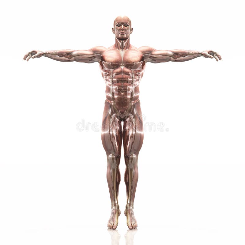 Human Anatomy with Front View of Full Body Stock Illustration ...