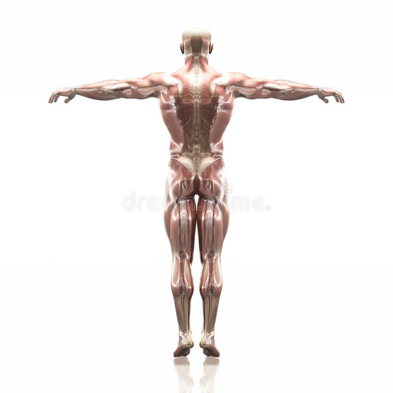 Human Body White Background Muscle Stock Illustrations – 10,385 Human ...