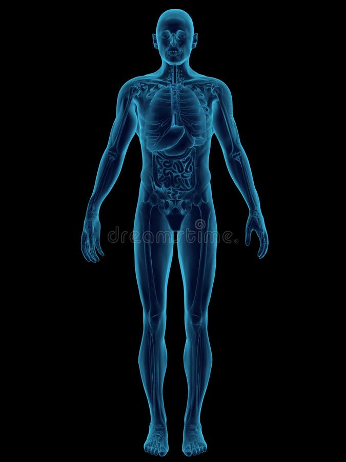 Human Body Transparent stock illustration. Illustration of stomach ...